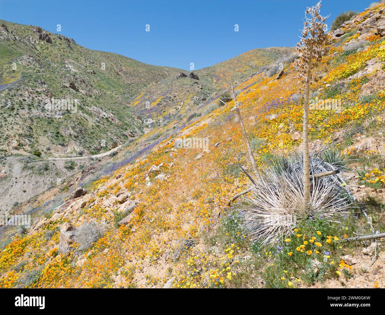 Wildflowers around a Yucca Bush on a hillside of Indian Wells Canyon ...