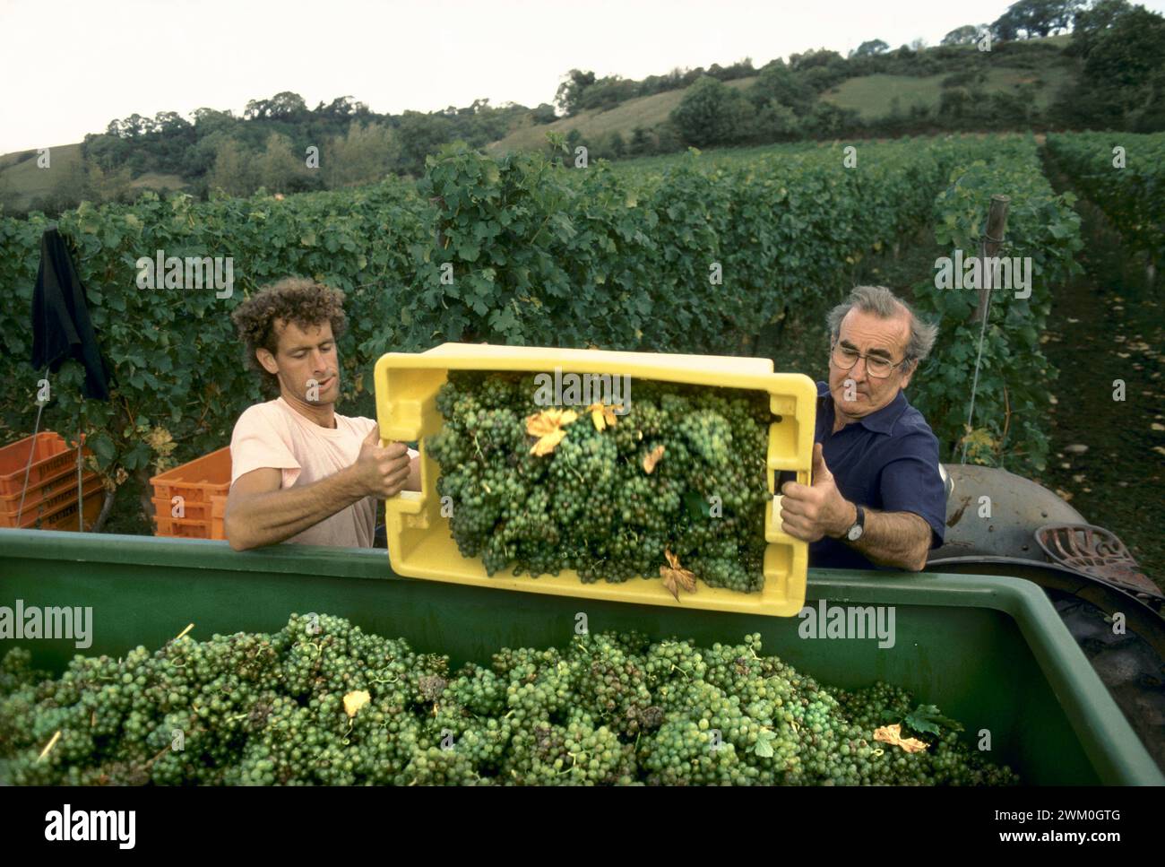 Grape picking English vineyards North Wootton Somerset 1980s. Colin ...