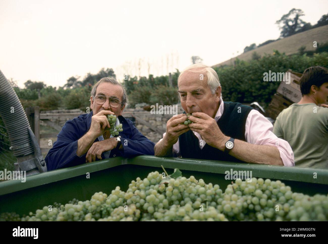 English wine North Wootton Vineyard Somerset 1989. Colin Gillespie MBE ...