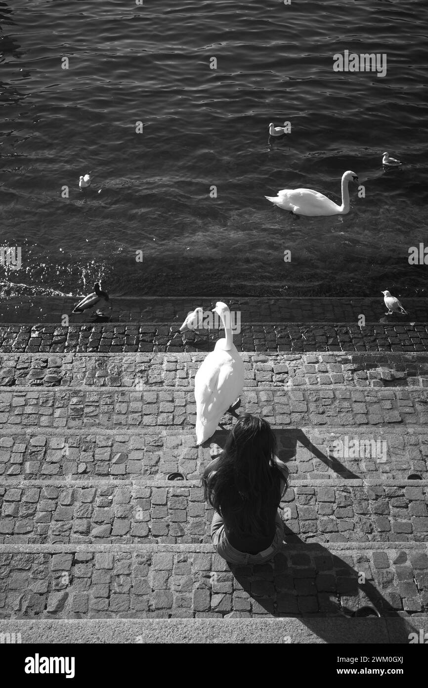 Girl watching swan Lake Como Italy idyllic scenery peaceful Stock Photo ...