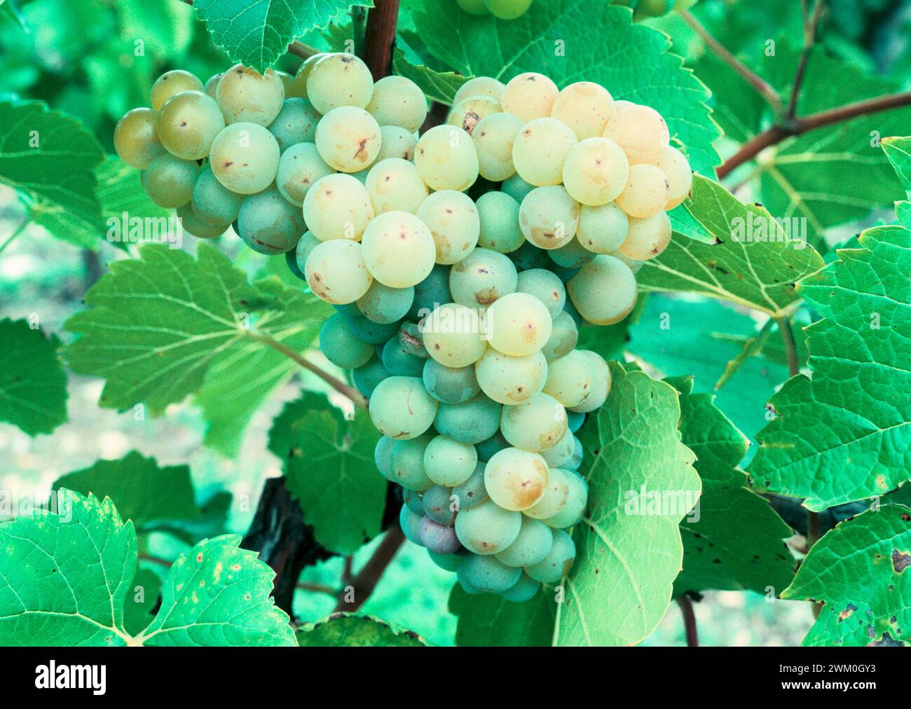 Mainly in england hi-res stock photography and images - Alamy