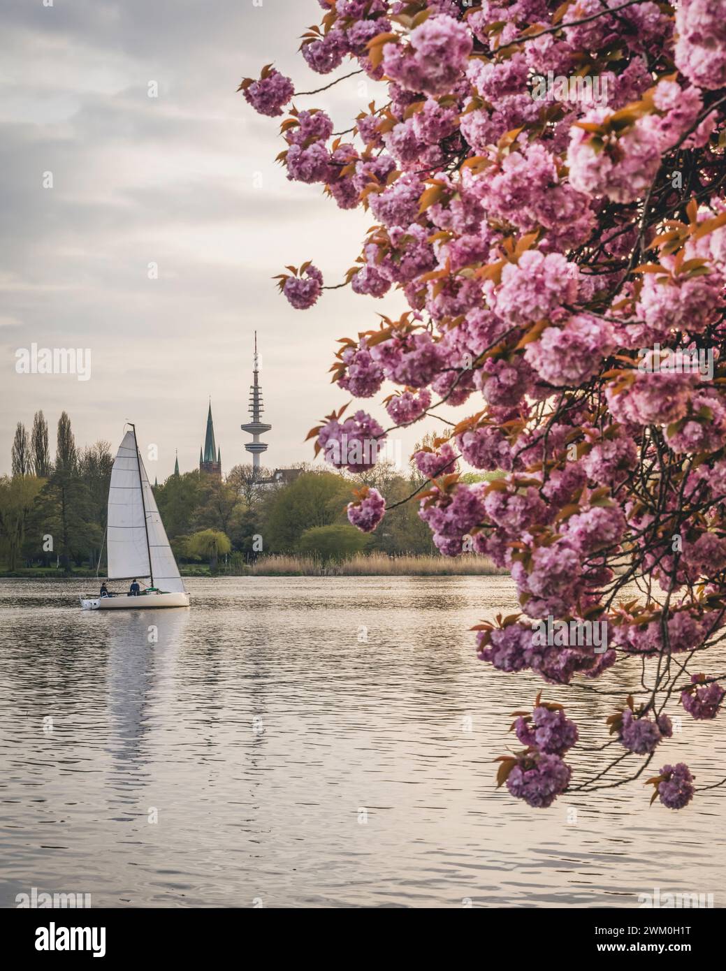 Germany, Hamburg, Sailboat in Alster Lake with cherry blossoms in ...