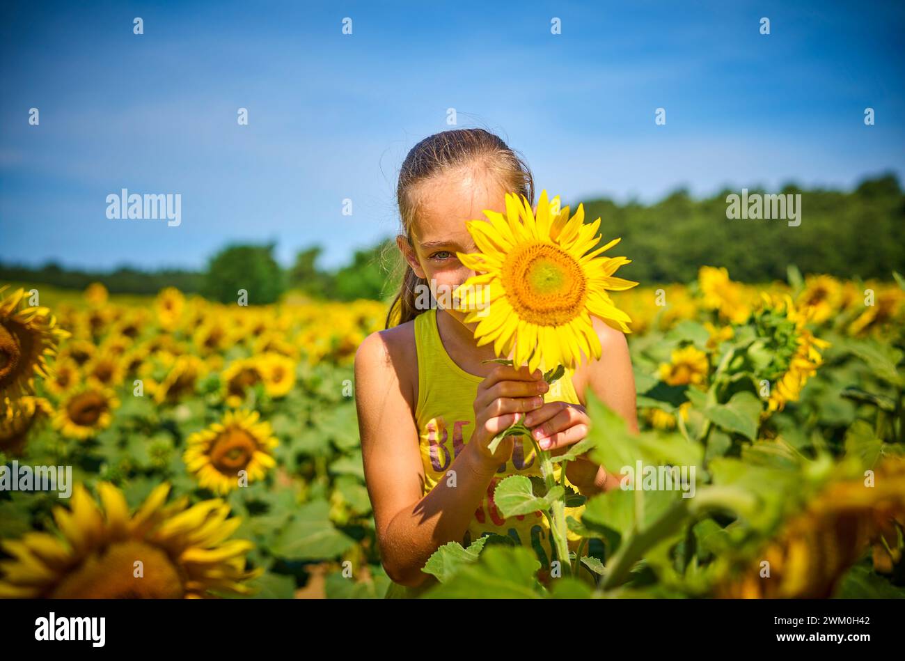 Girl hiding behind sunflower hi-res stock photography and images - Alamy