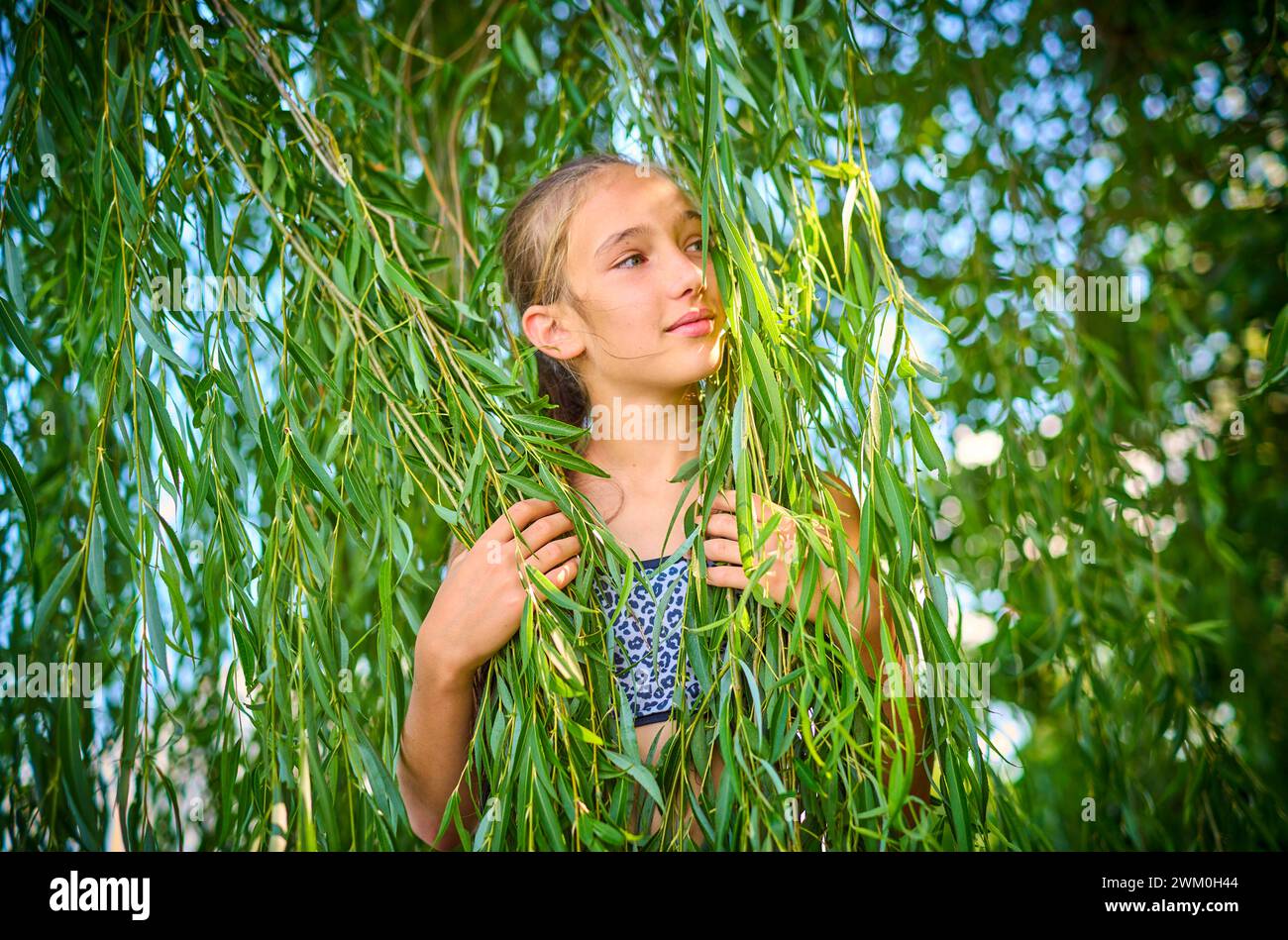 Willow tree leaves hi-res stock photography and images - Alamy