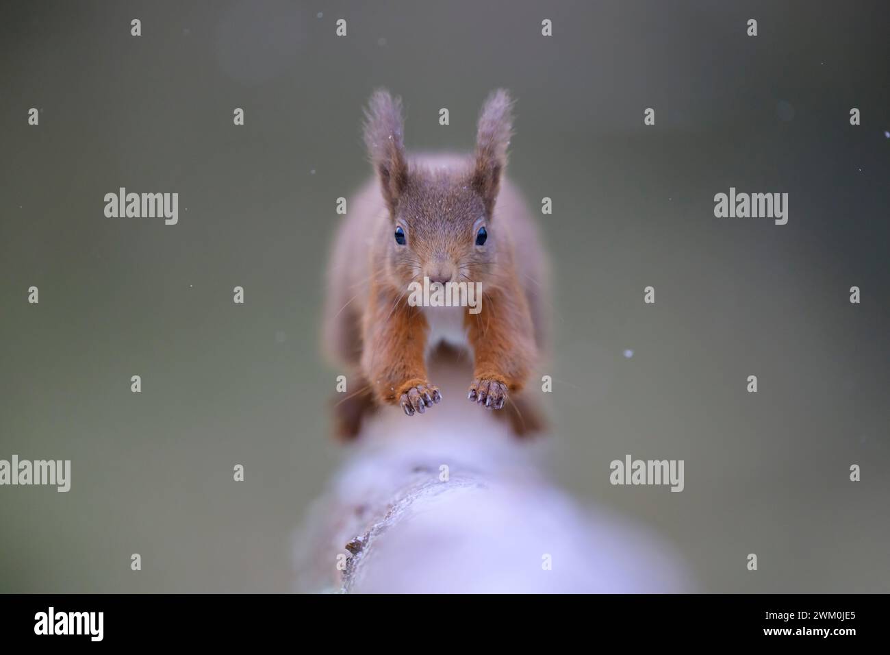Portrait of Eurasian red squirrel (Sciurus vulgaris) jumping toward ...