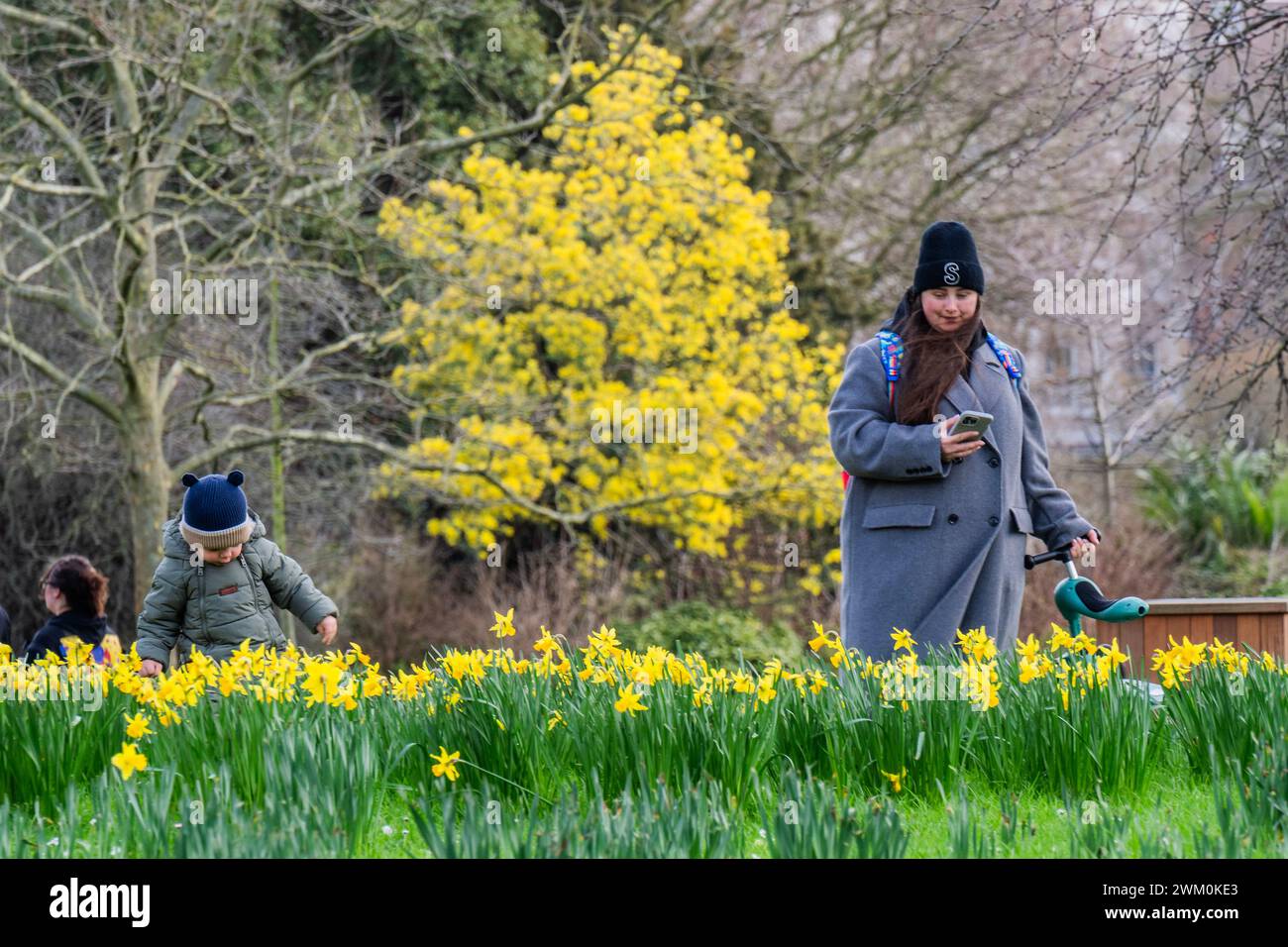 Early 2024 uk daffodils hi-res stock photography and images - Alamy