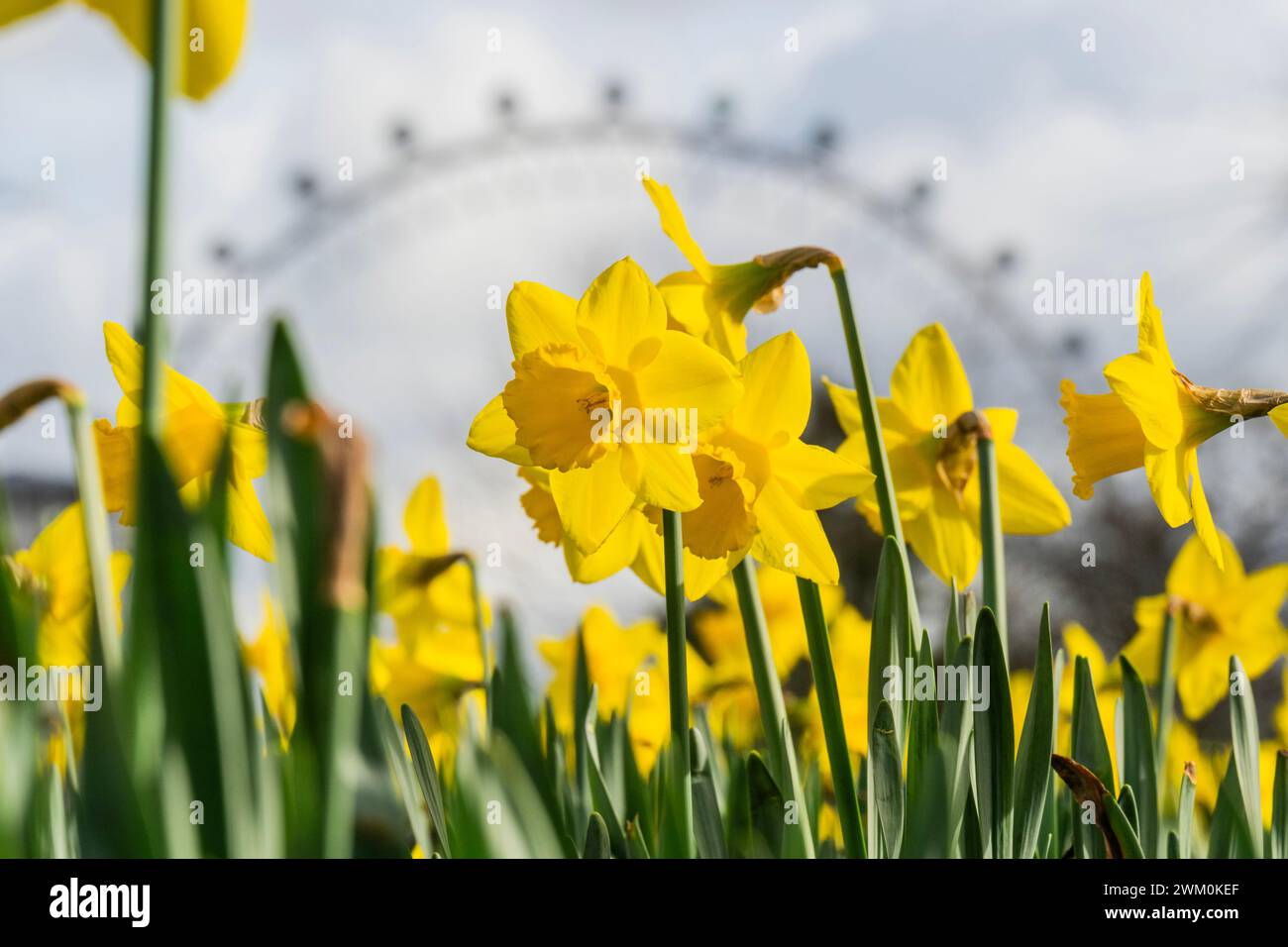 London, UK. 23rd Feb, 2024. Early signs of spring as the daffodils ...