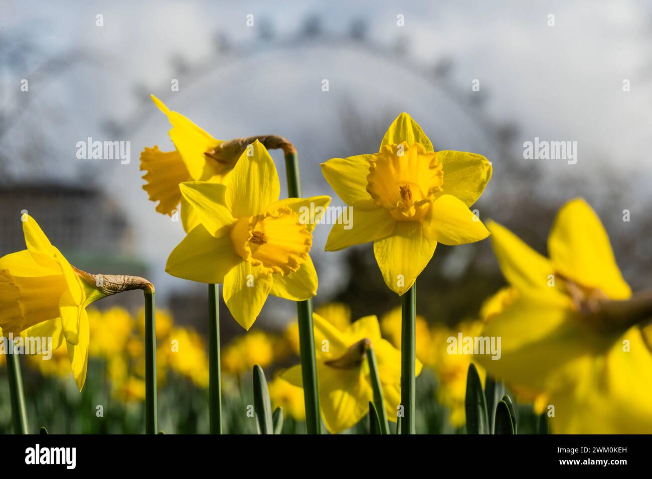London, UK. 23rd Feb, 2024. Early signs of spring as the daffodils ...