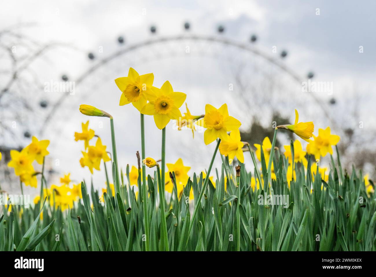 London, UK. 23rd Feb, 2024. Early signs of spring as the daffodils ...