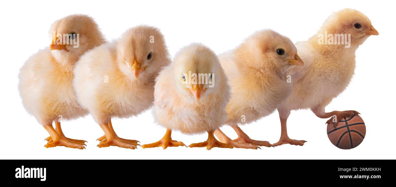 Five young yellow chicken chicks are the starting five during the march ...