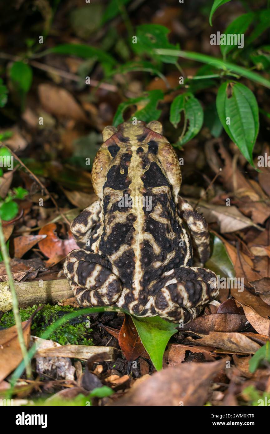 Yellow cururu toad (Rhinella icterica) at the Ronda Municipal Natural ...