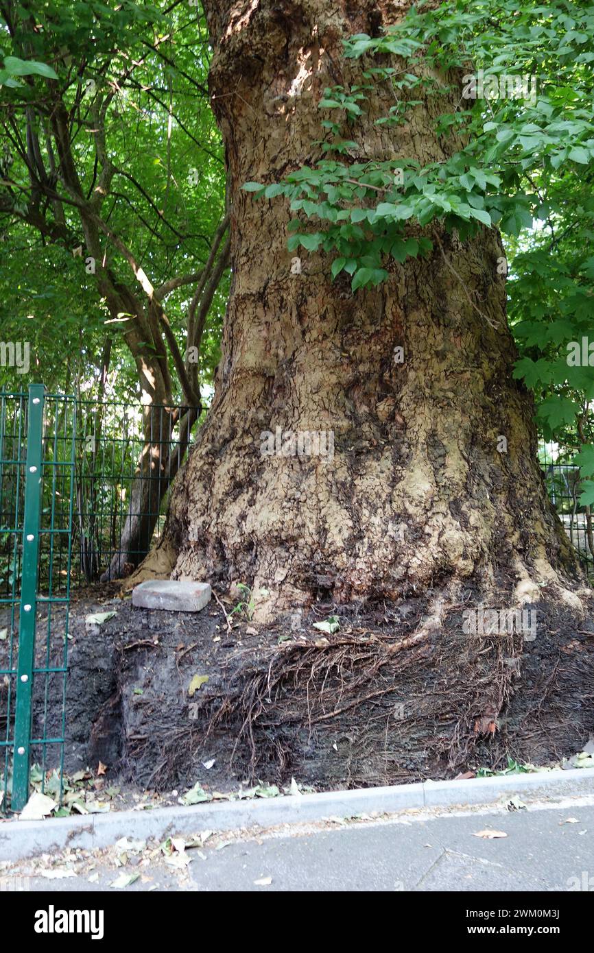 Zaun um baum hi-res stock photography and images - Alamy