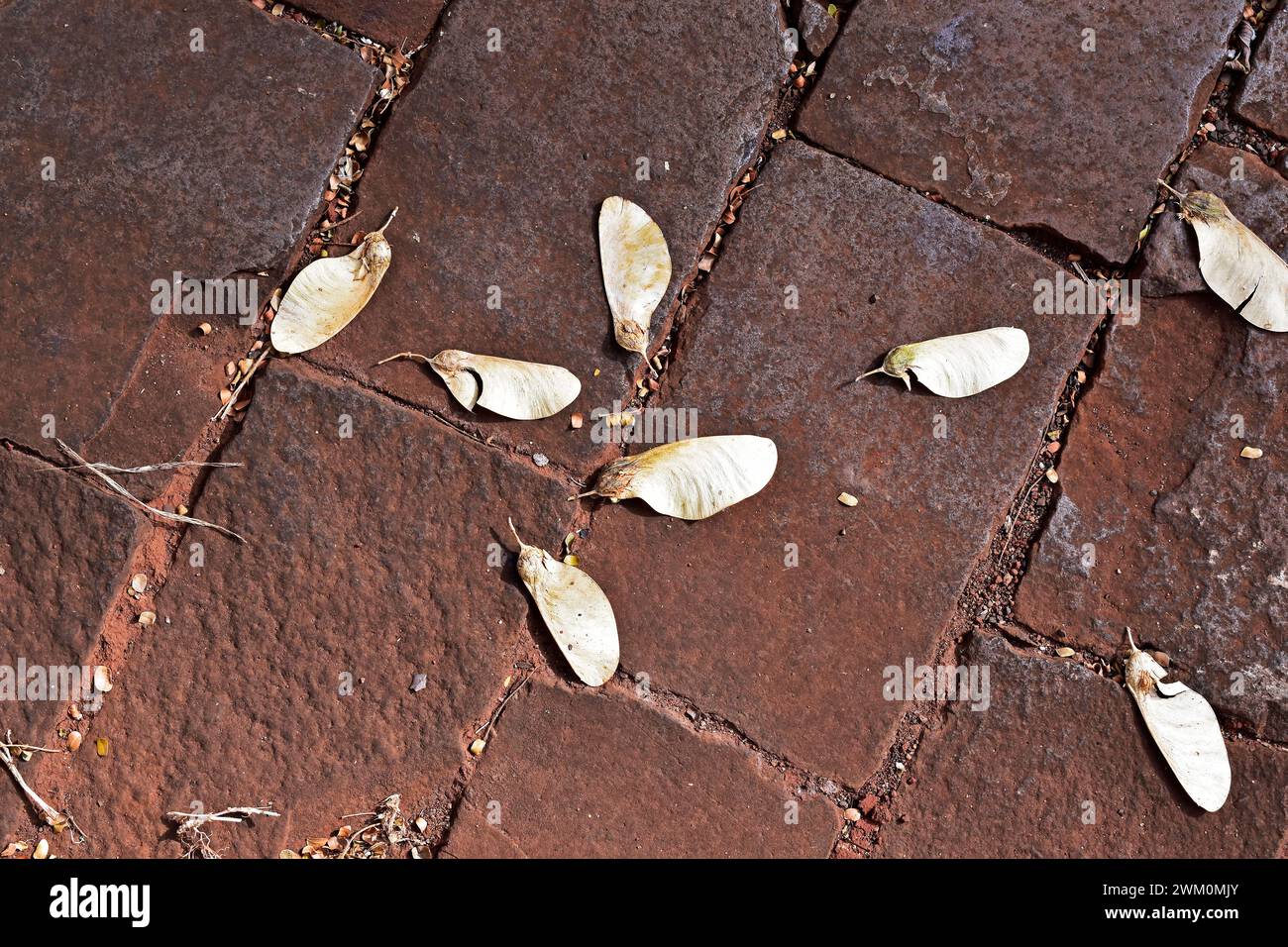 Winged seed capsule hi-res stock photography and images - Alamy