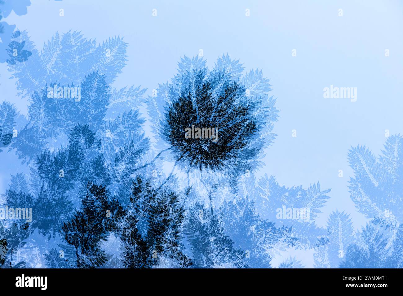 Multiple exposure of tropical trees Stock Photo - Alamy