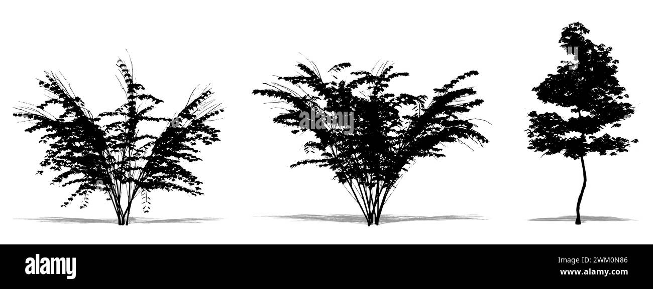 Set or collection of Japanese Maple trees as a black silhouette on ...