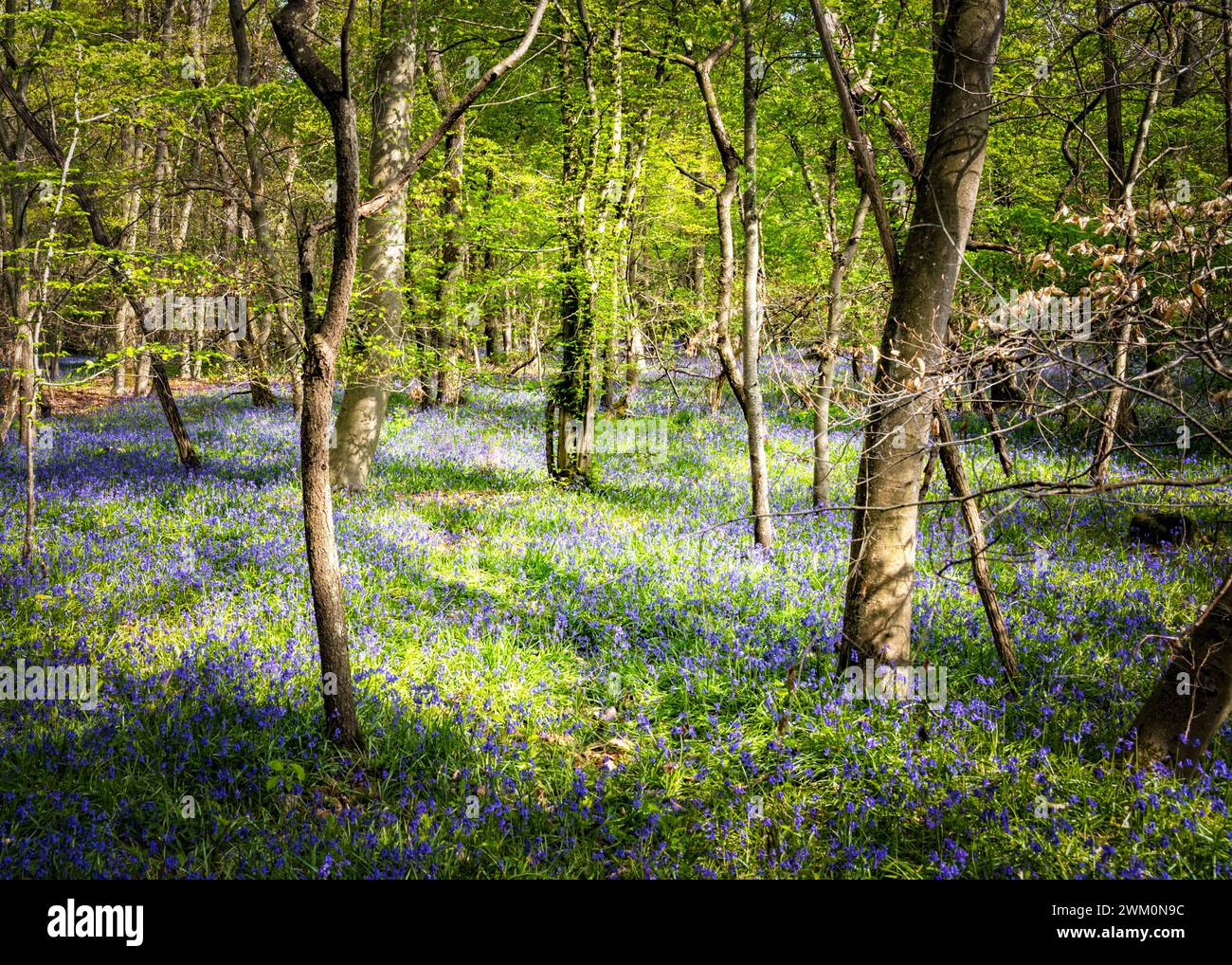 Forest blooming plants hi-res stock photography and images - Alamy