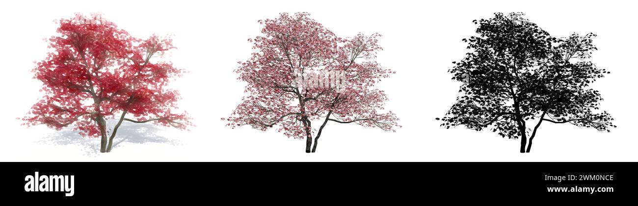 Set or collection of Flowering Dogwood trees, painted, natural and as a ...