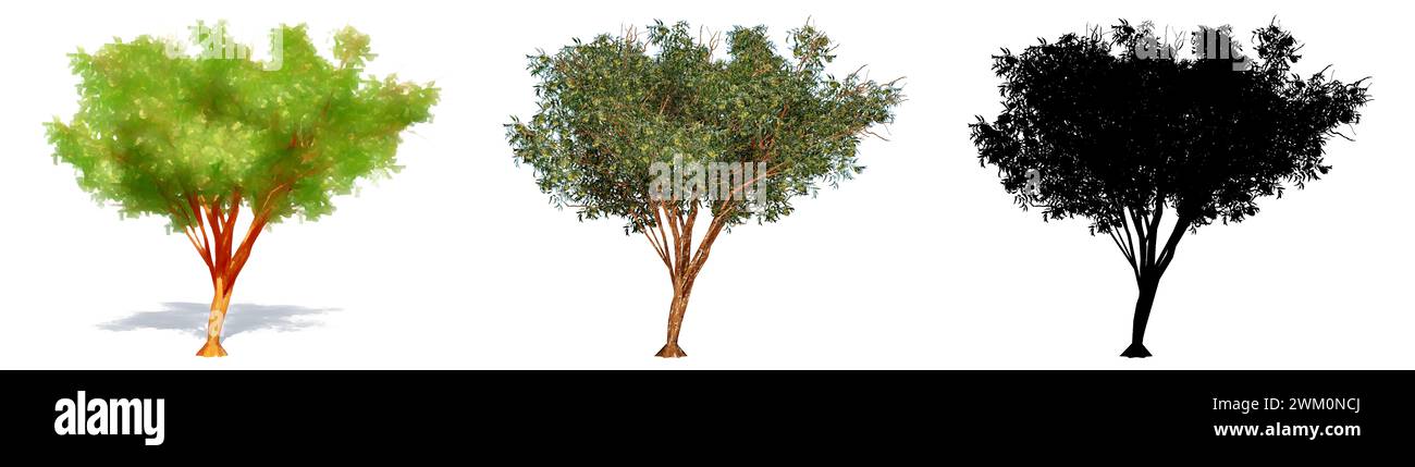 Set or collection of Gimlet trees, painted, natural and as a black ...