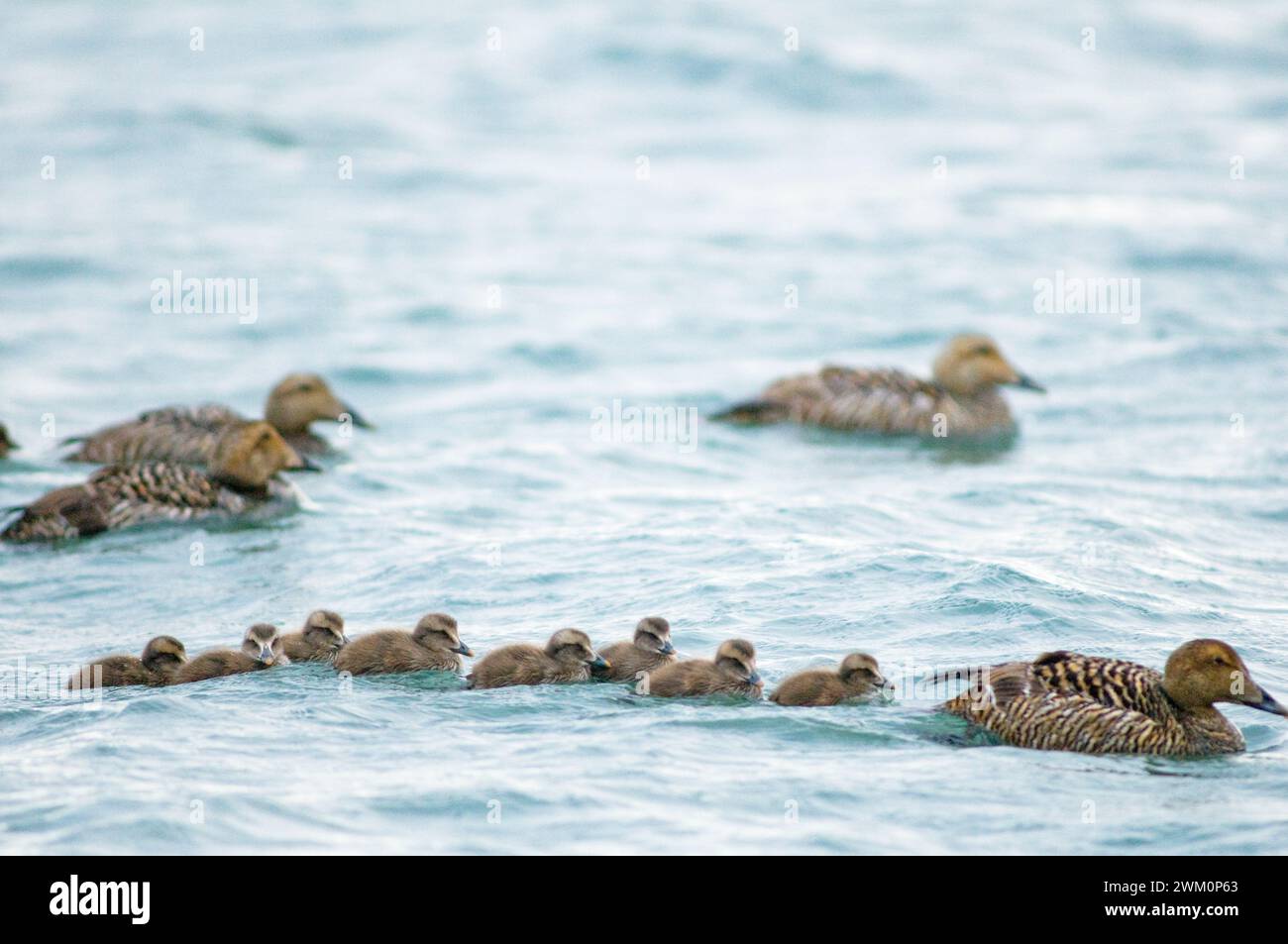Group of common eider ducks Somateria mollissima mother and newborn ...