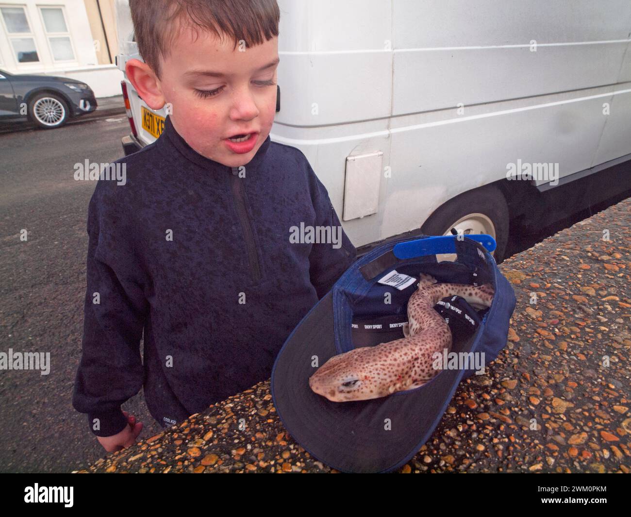 Spiny dogfish shark hi-res stock photography and images - Alamy
