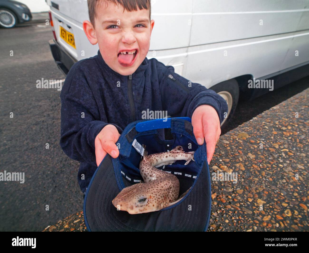 Squalidae hi-res stock photography and images - Alamy