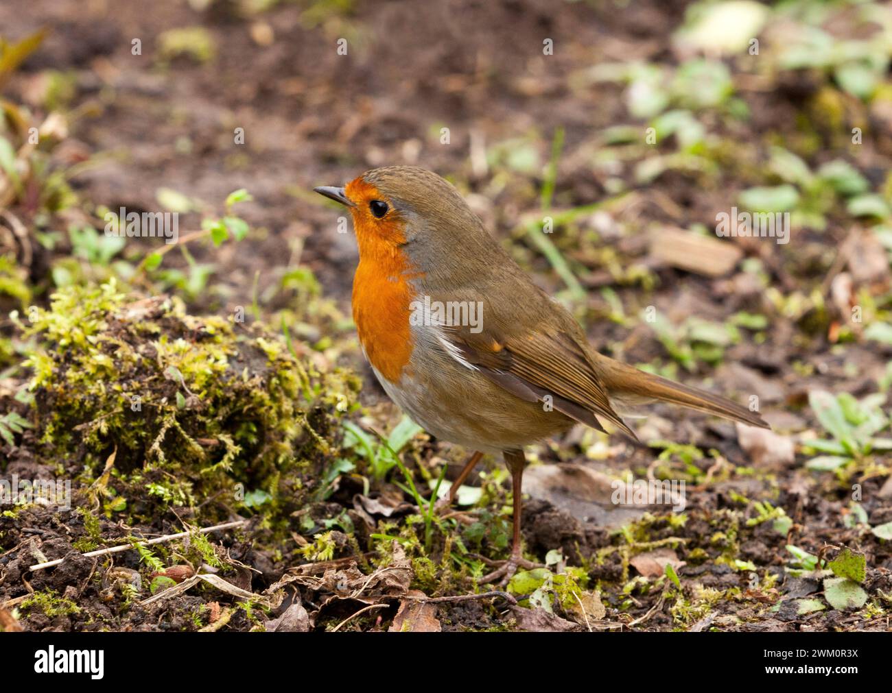 Robin in the wild in Norfolk, England, UK Stock Photo - Alamy