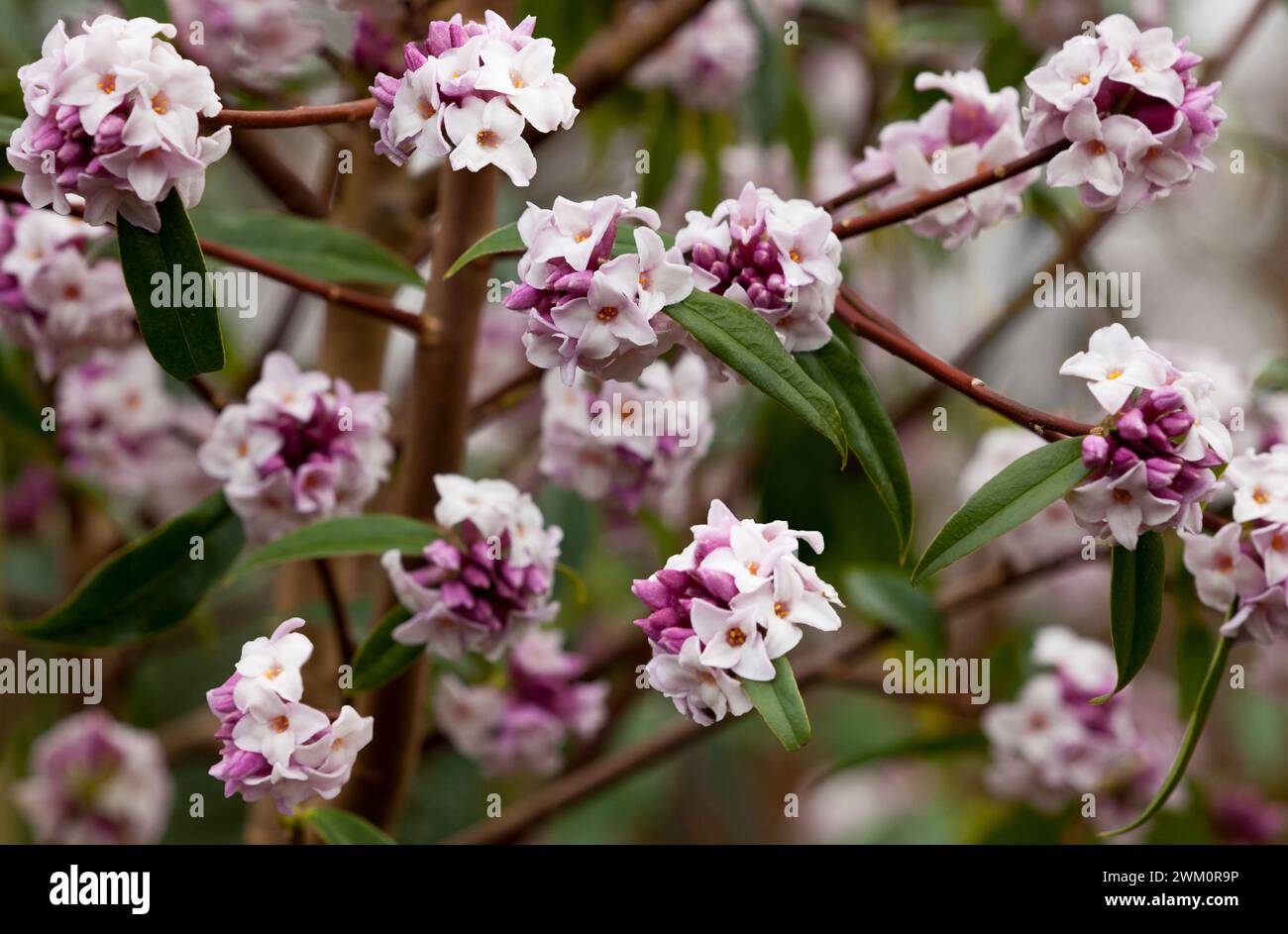 Winter blooming Daphne flowers Stock Photo - Alamy