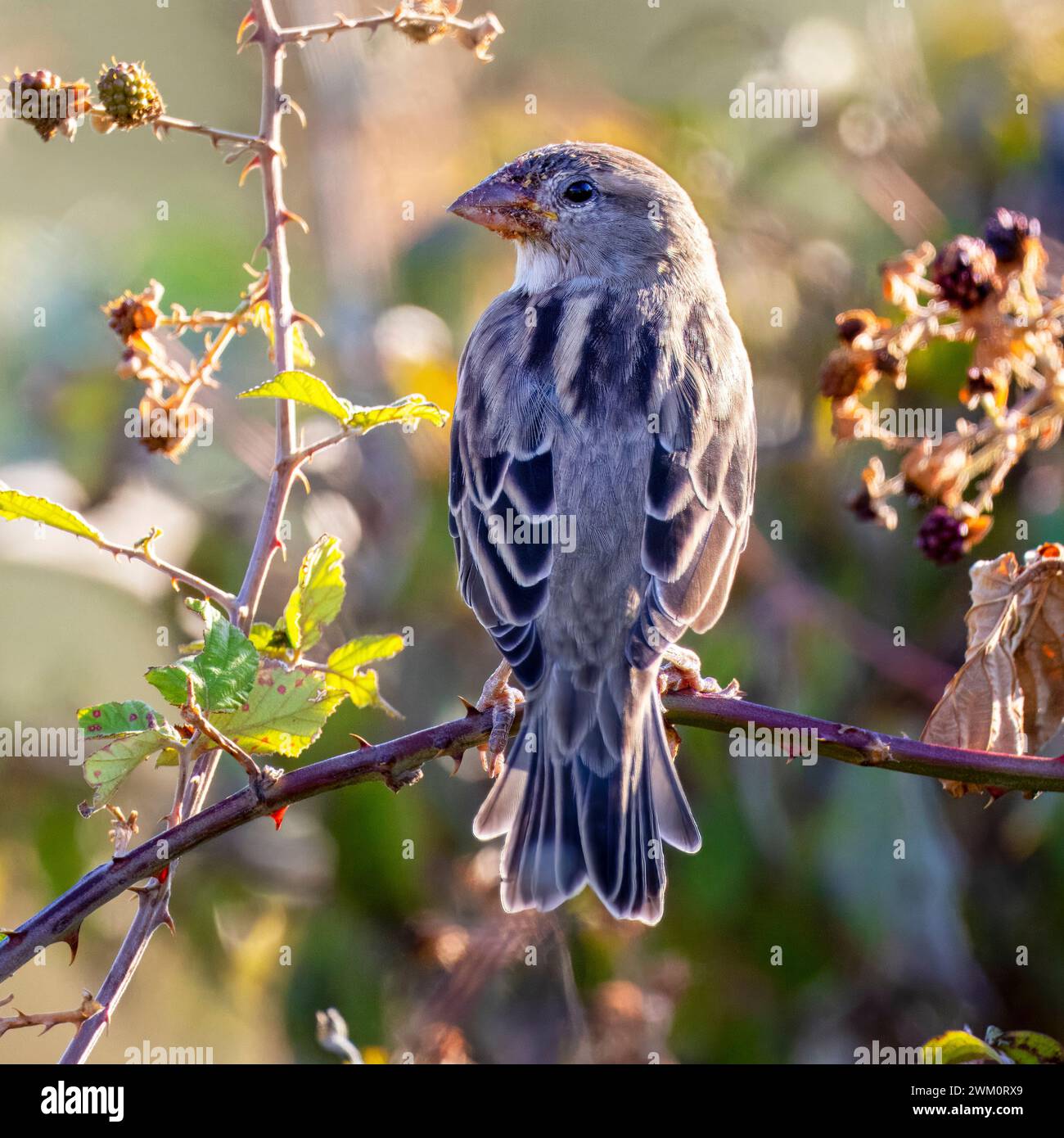 Spanish Sparrow, Passer Hispanidlensis, Lake Vrana, Dalmatia, Croatia ...