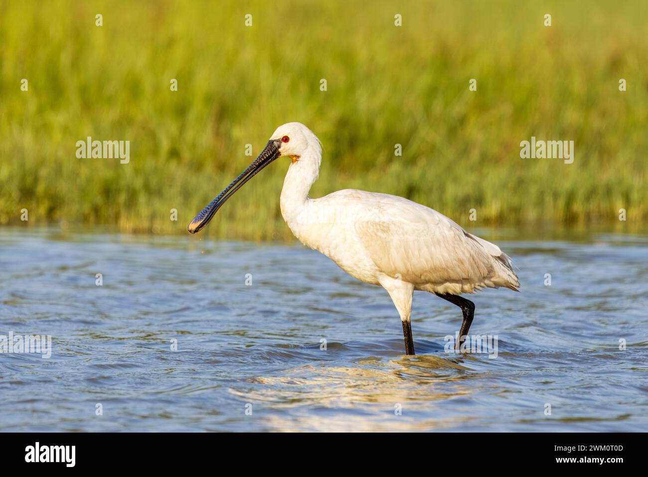 Eurasian Spoonbill, Platalea Leucorodia, Isola della Cona, Italy Stock ...