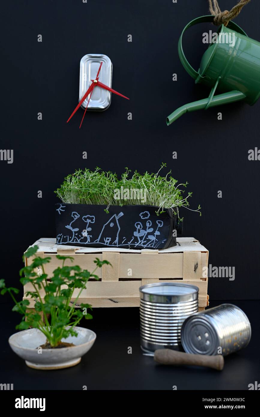 Studio shot of DIY sardine can clock hanging over cultivated watercress ...