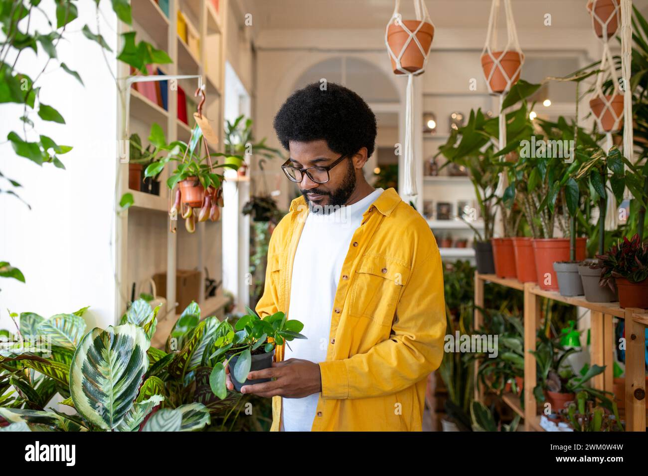 Young botanist examining plant at nursery Stock Photo - Alamy