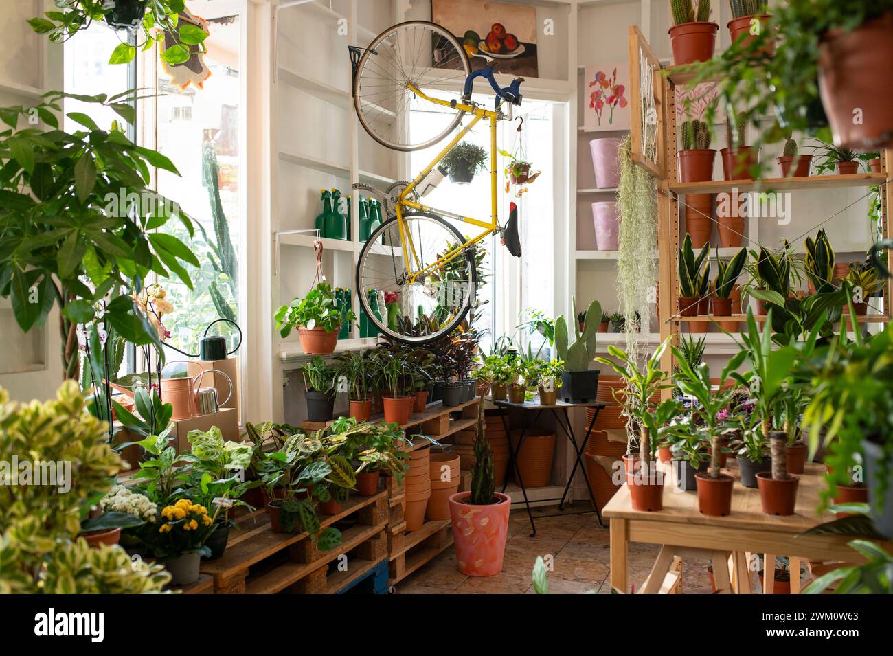 Houseplants shop hi-res stock photography and images - Alamy