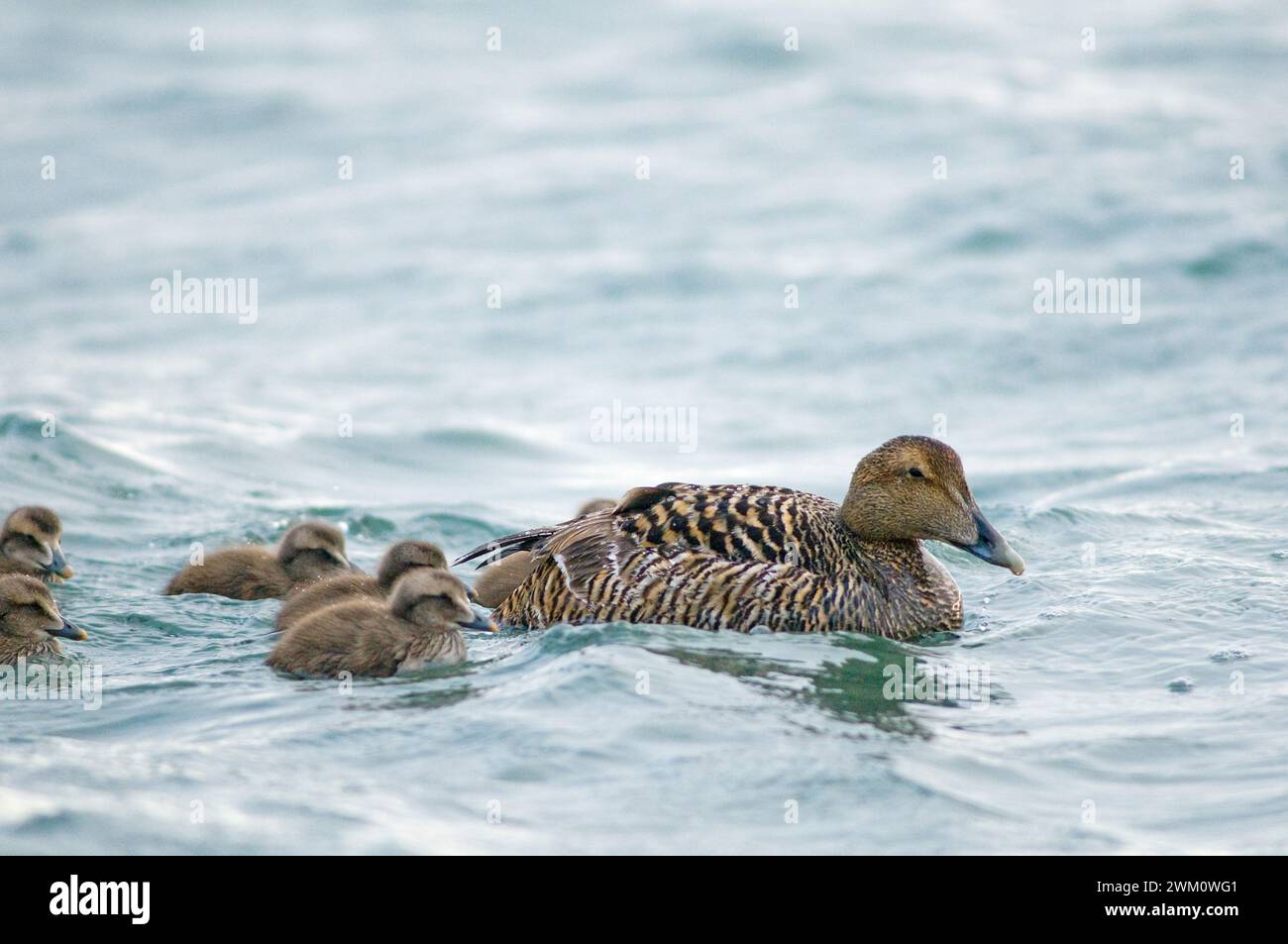 Group of common eider ducks Somateria mollissima mother and newborn ...
