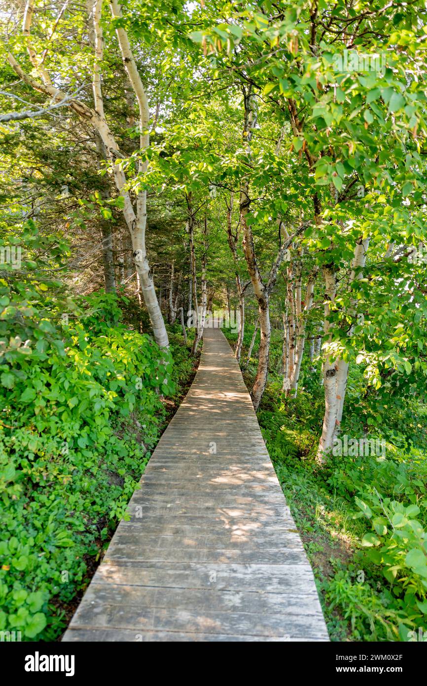 Lush green forest stroll in hi-res stock photography and images - Alamy