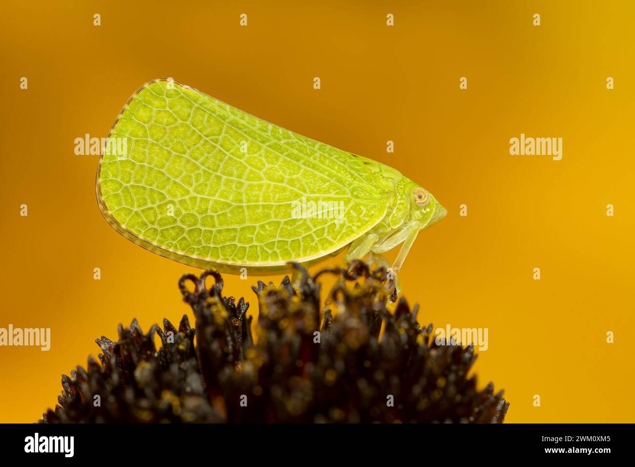 Green Cone-headed Planthopper ona rudbeckia flower with orange blurred ...