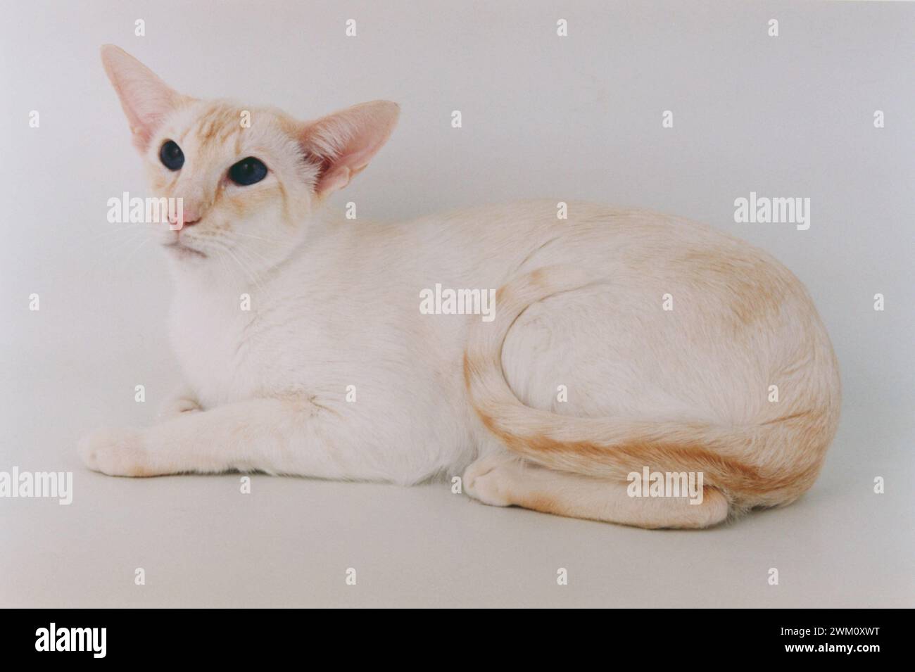 Tortie point siamese cat hi-res stock photography and images - Alamy