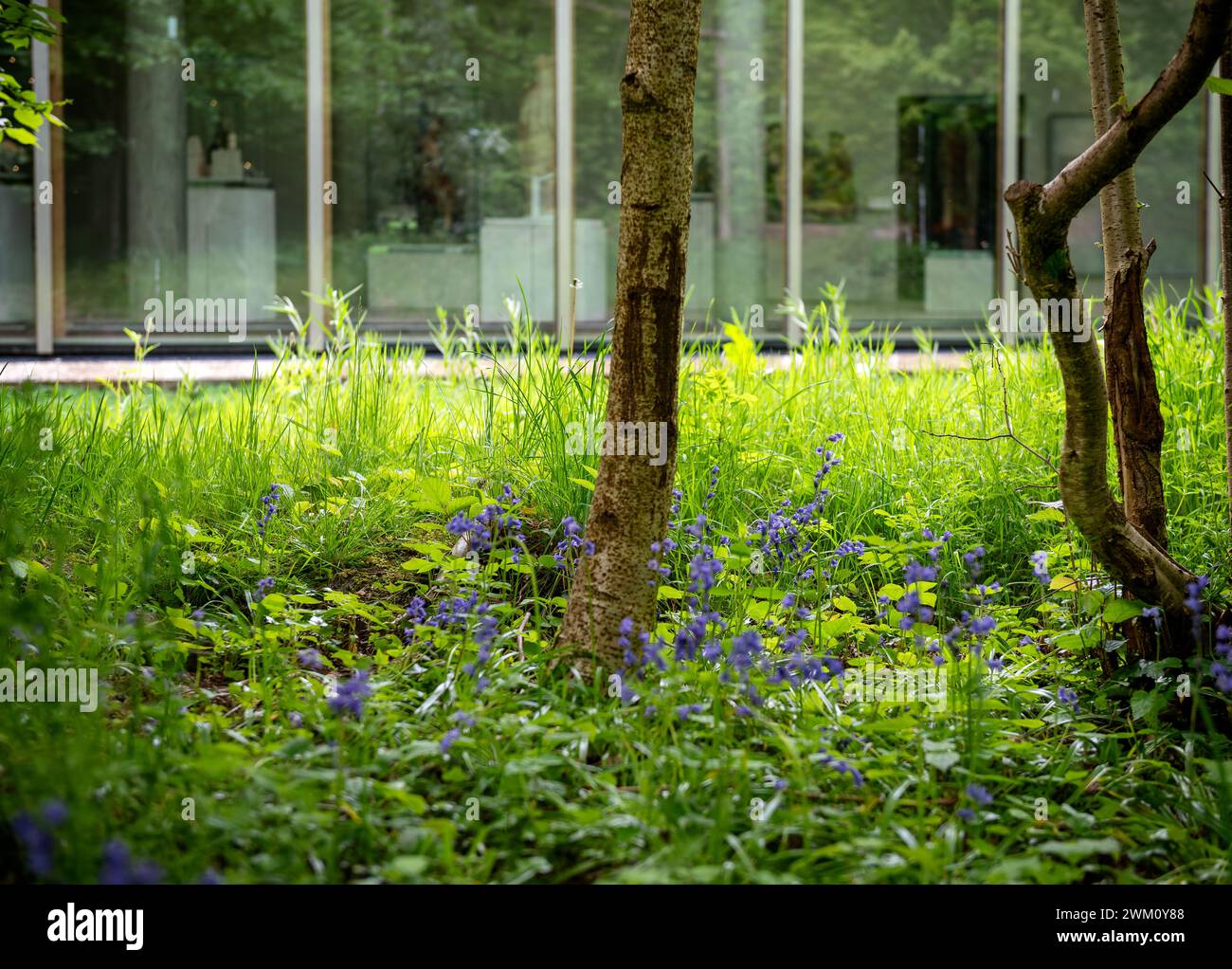Bluebells outside the Burrell Collection Museum and Art Gallery, within ...