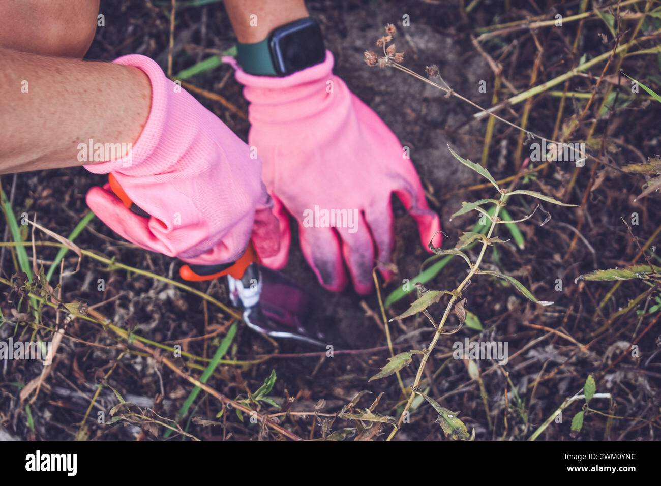 Gloved hands digging in the dirt Stock Photo - Alamy