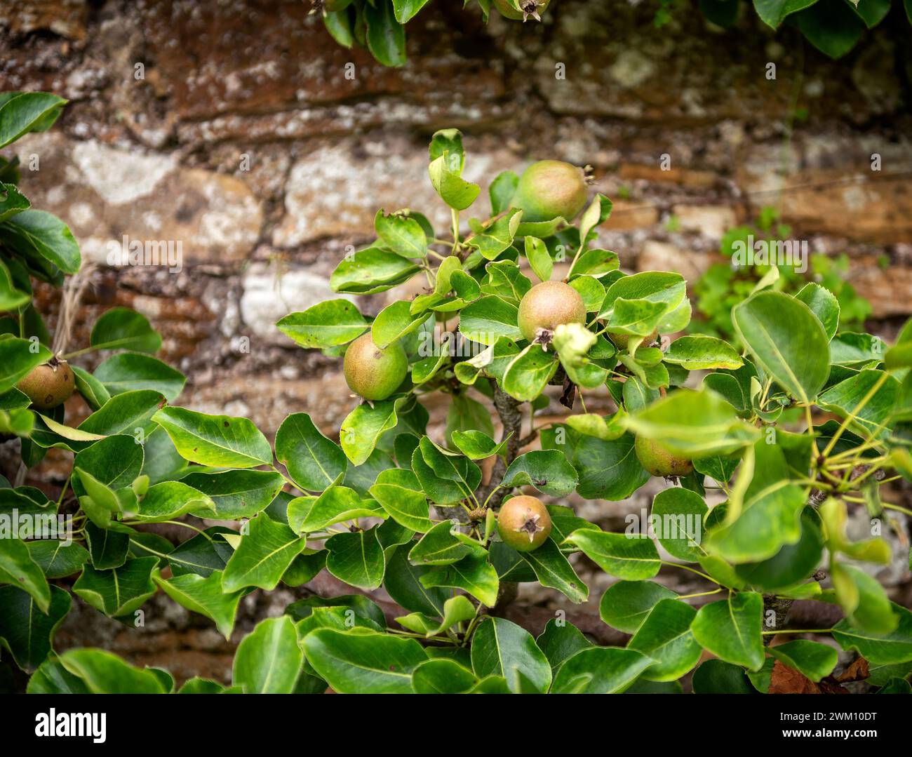 The lucious green and flowering gardens and produce grown at Kellie ...