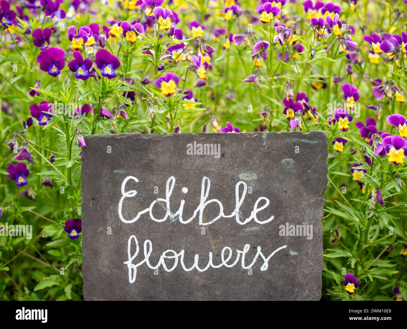 The lucious green and flowering gardens and produce grown at Kellie ...