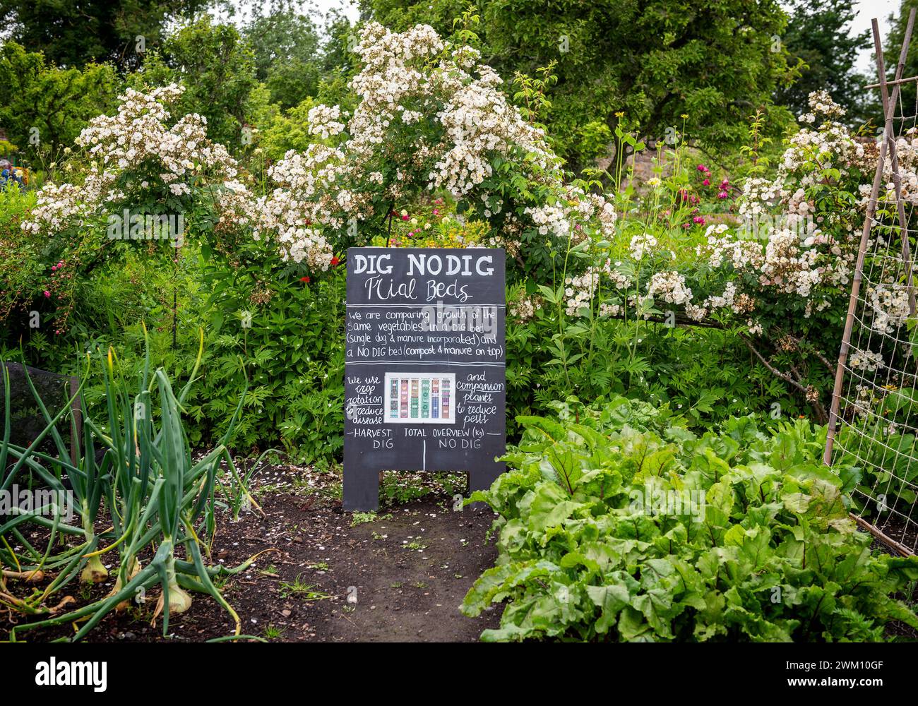 The lucious green and flowering gardens and produce grown at Kellie ...