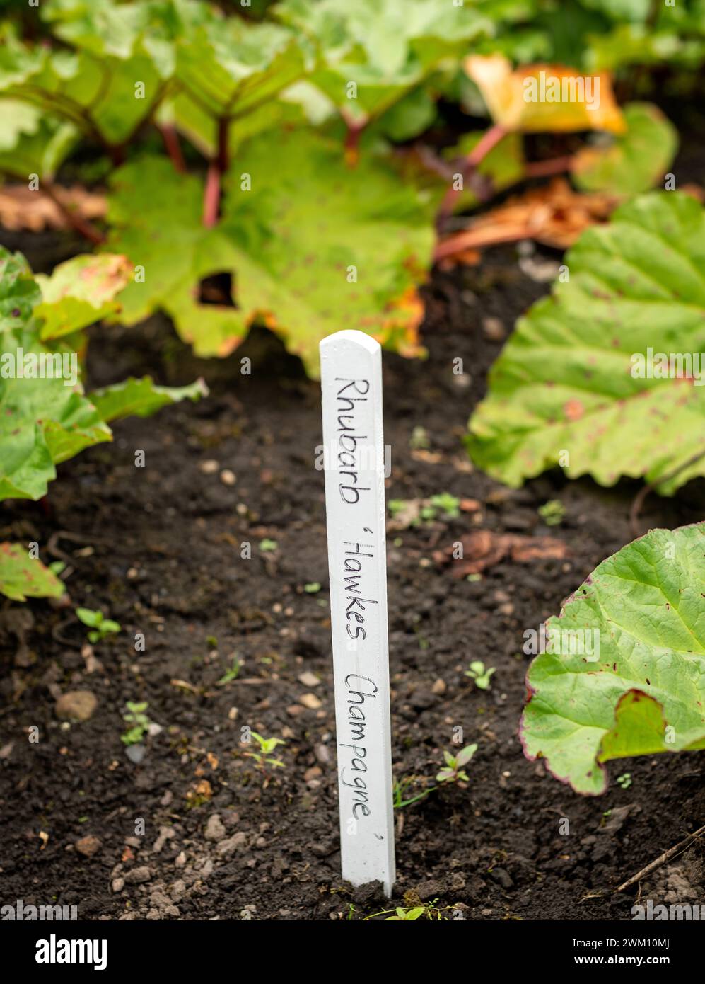 The lucious green and flowering gardens and produce grown at Kellie ...