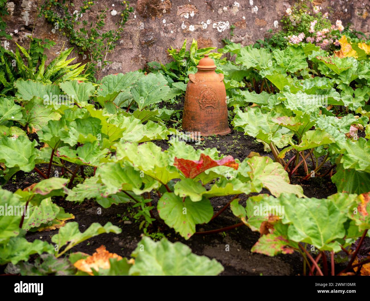 The lucious green and flowering gardens and produce grown at Kellie ...