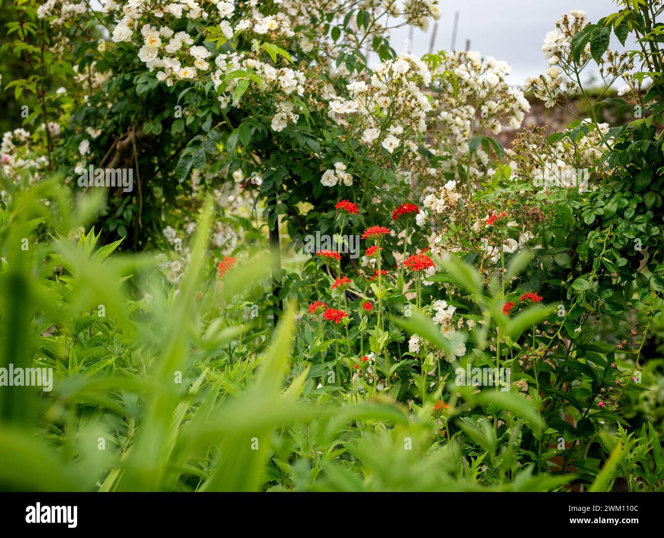 The lucious green and flowering gardens and produce grown at Kellie ...