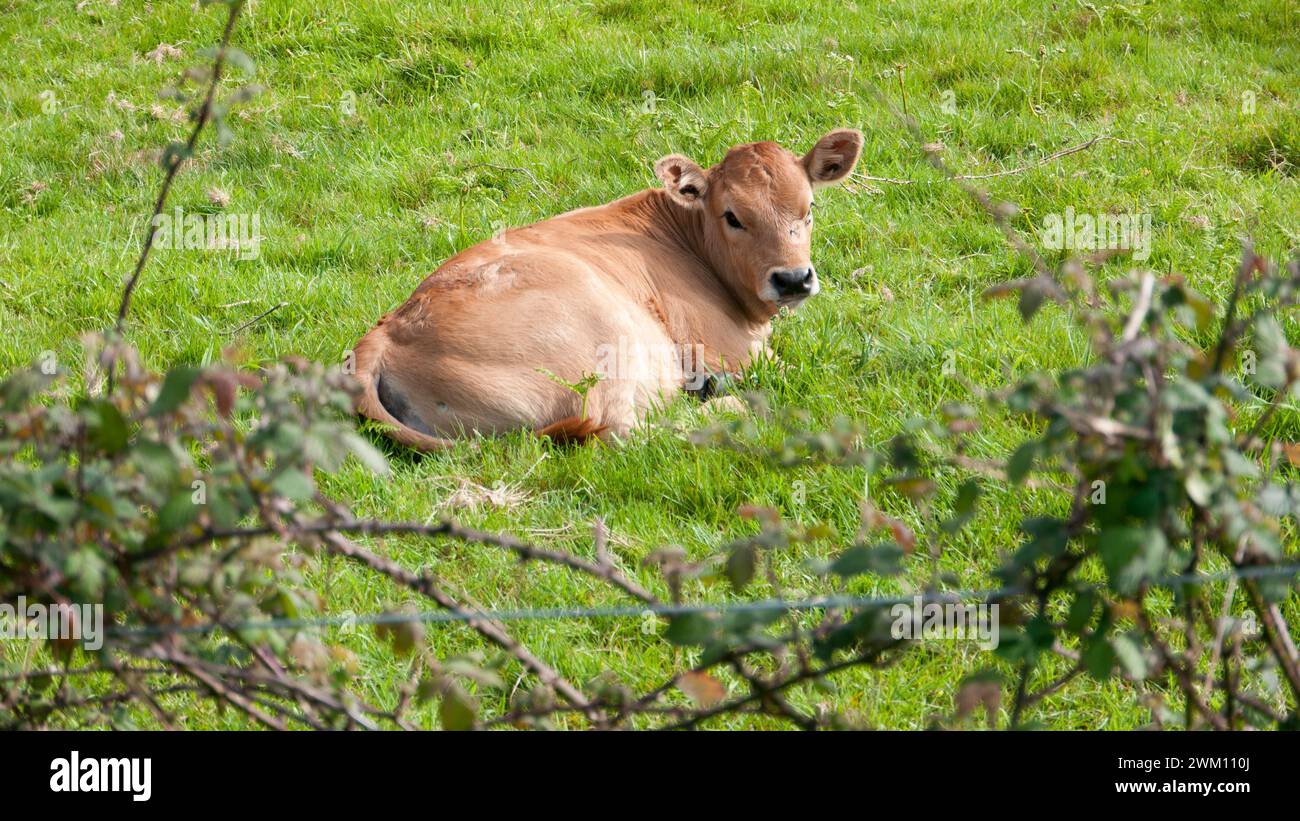 Calf lying down hi-res stock photography and images - Alamy