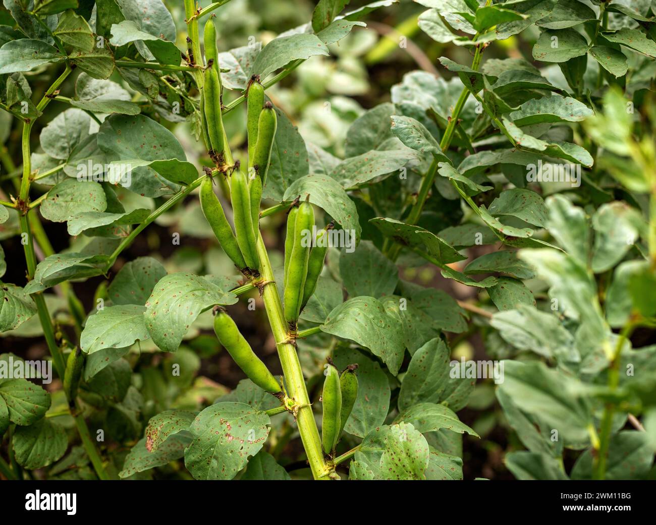 The lucious green and flowering gardens and produce grown at Kellie ...