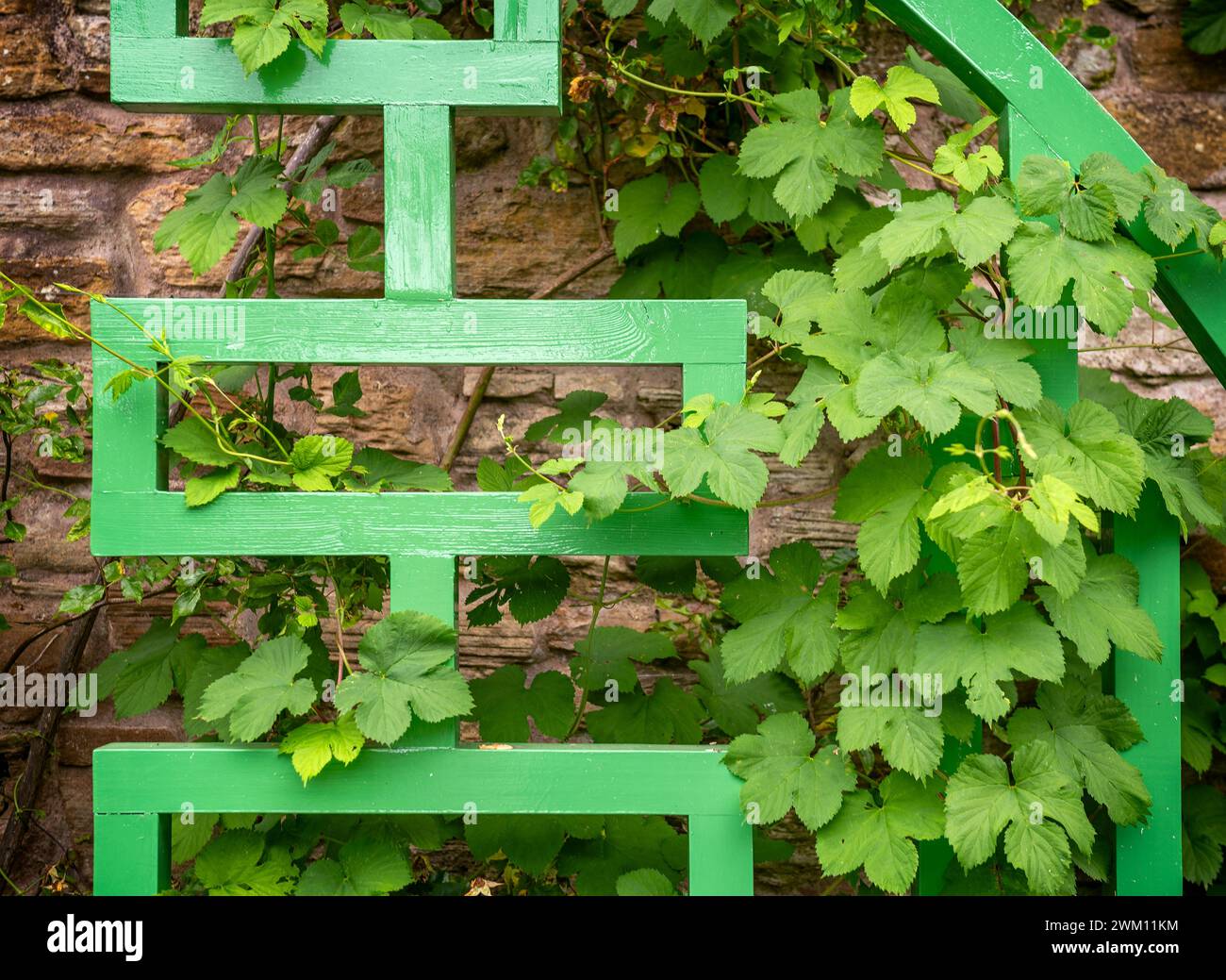 The lucious green and flowering gardens and produce grown at Kellie ...