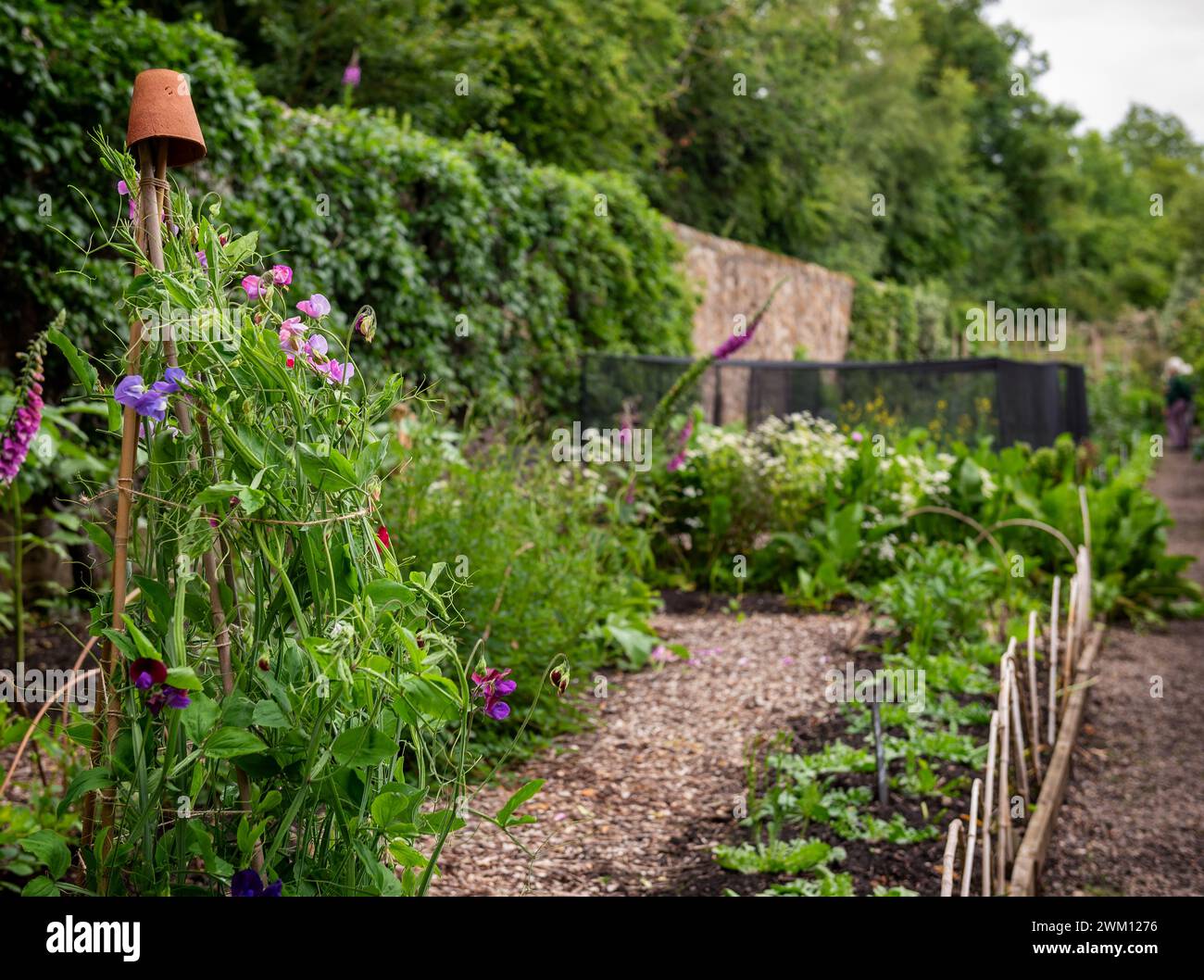 The lucious green and flowering gardens and produce grown at Kellie ...