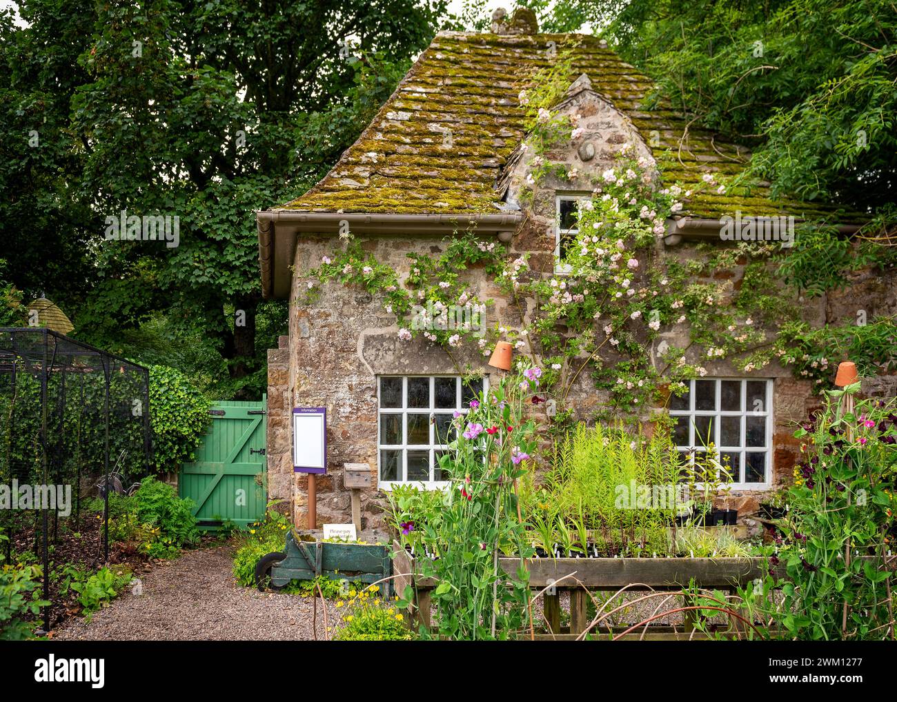 The lucious green and flowering gardens and produce grown at Kellie ...