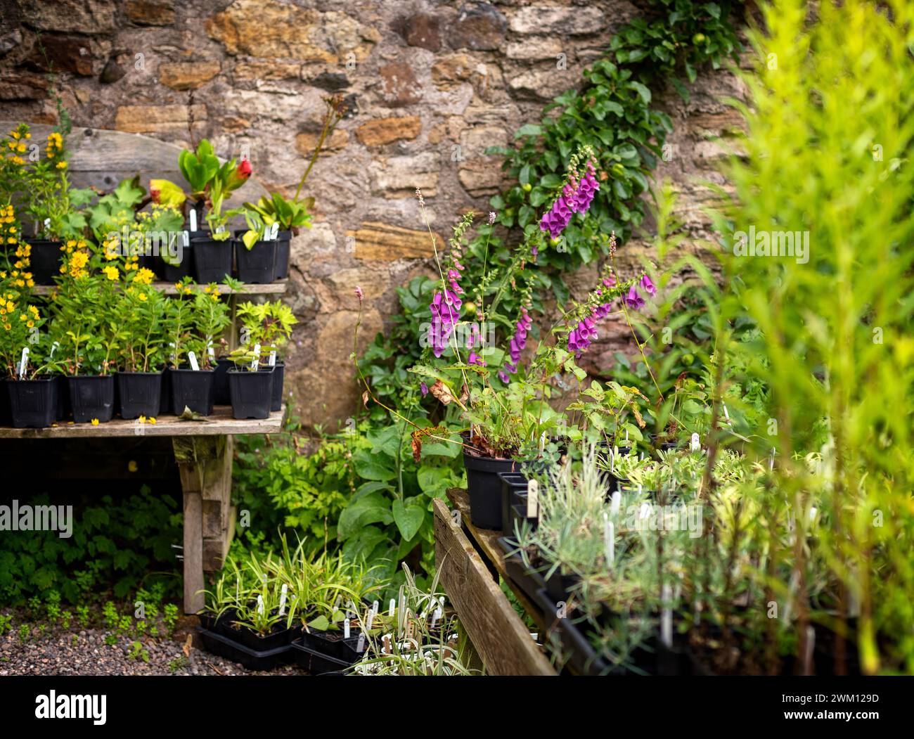 The lucious green and flowering gardens and produce grown at Kellie ...